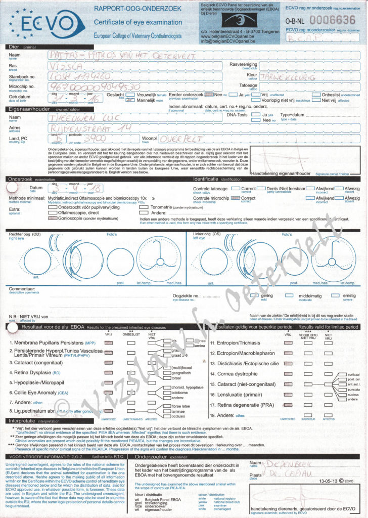 Gezondheid Parázs van het Oetervelt - Vizsla-kennel van het Oetervelt