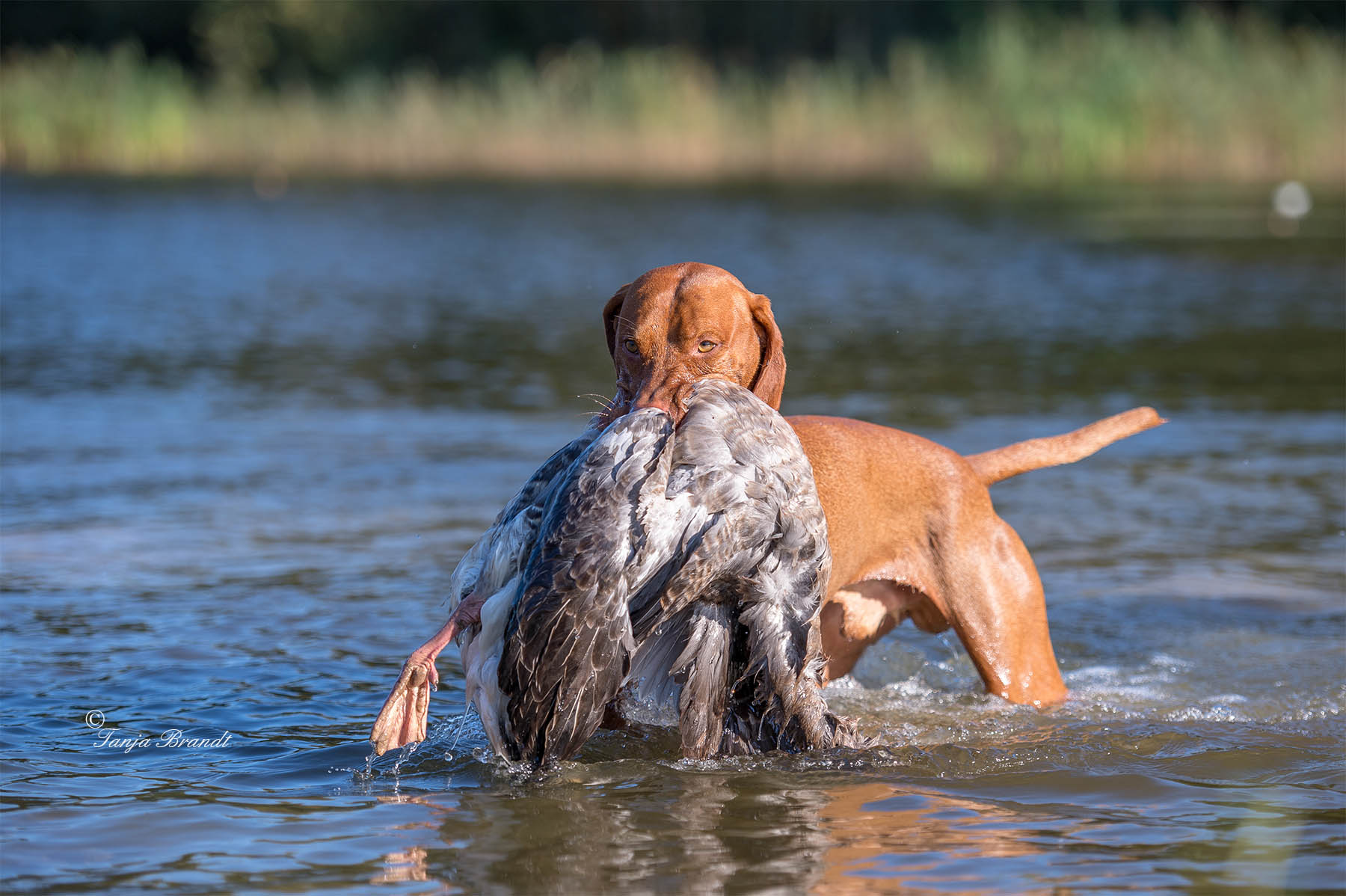 Pups - Vizsla-kennel van het Oetervelt Pups van mijn Vizsla verwacht